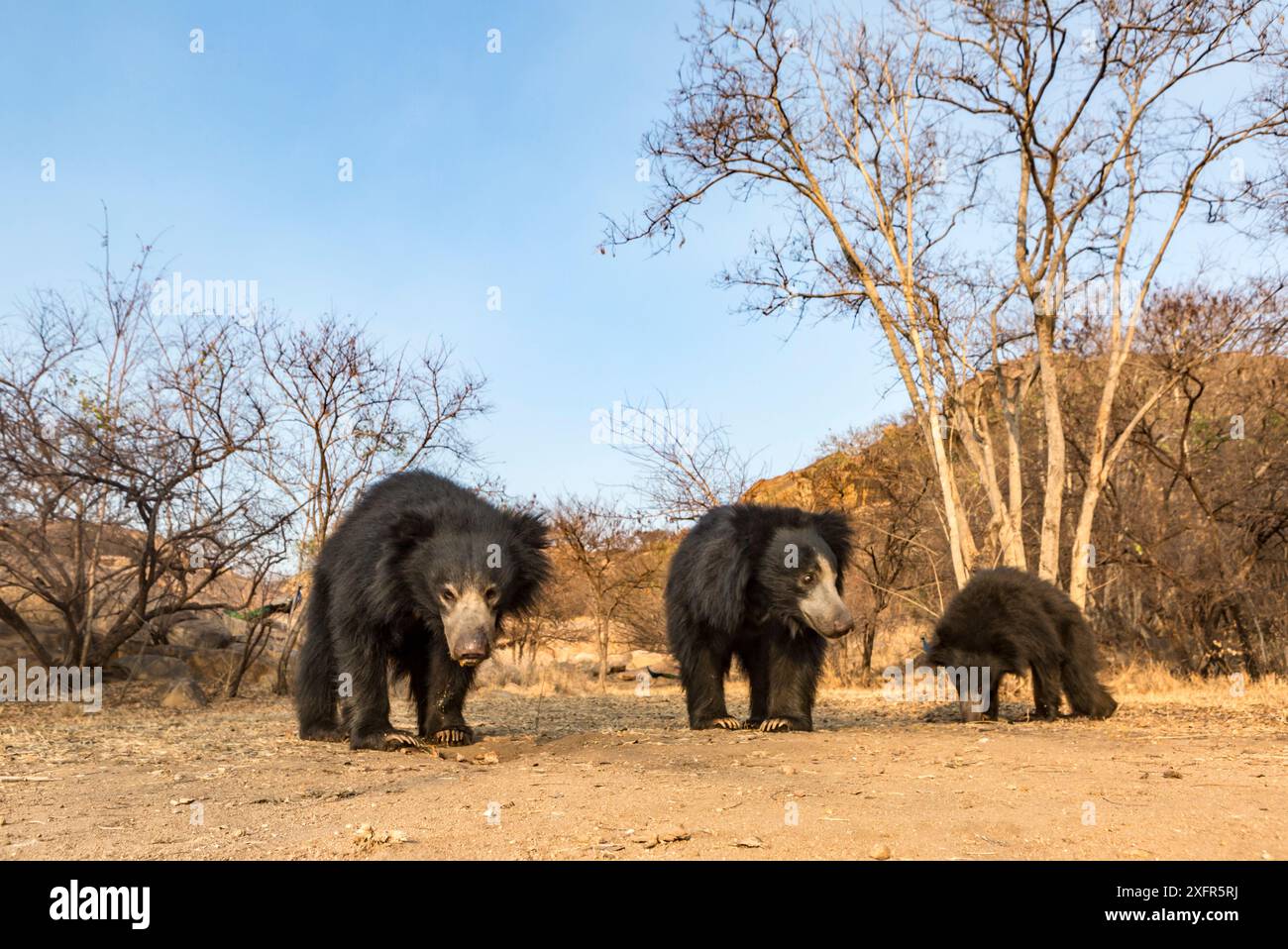 Indian sloth bear south india hi-res stock photography and images - Alamy
