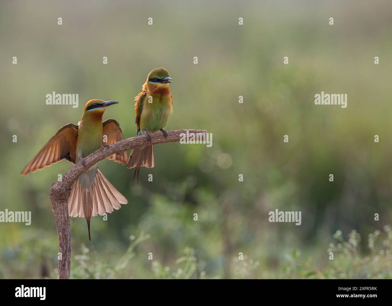 Blue-tailed bee-eater (Merops philippinus) pair in courtship Near ...