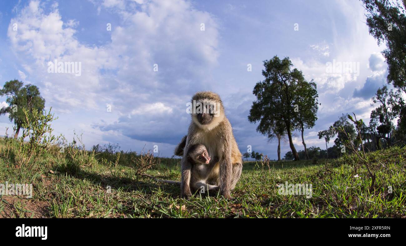 Vervet monkey (Cercopithecus aethiops) female and baby watching with ...