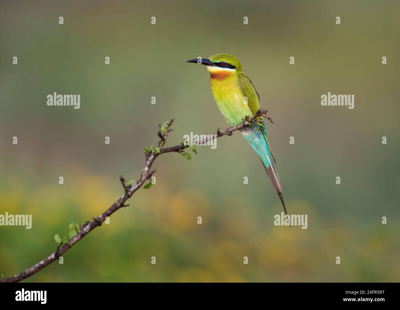 Blue-tailed bee-eater (Merops philippinus) sitting on perch, Near ...