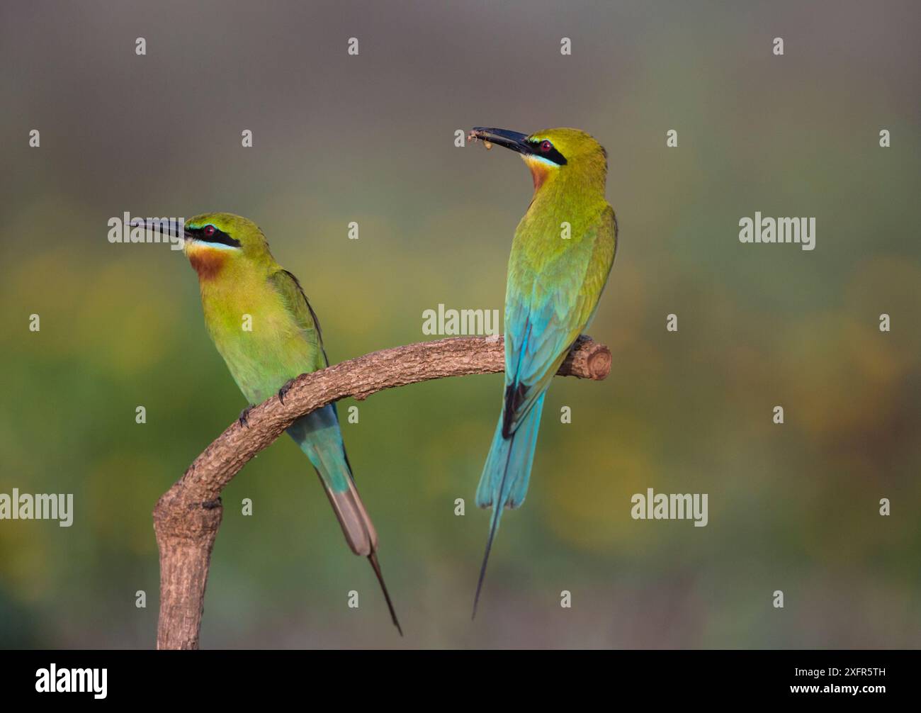 Blue-tailed bee-eater (Merops philippinus) sitting on perch with insect prey, Near Ranganathittu ...
