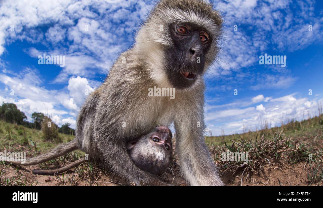 Vervet monkey (Cercopithecus aethiops) female and baby peering with ...