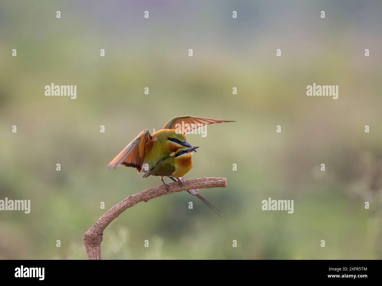 Blue-tailed bee-eater (Merops philippinus) pair mating, Near Ranganathittu Bird Sanctuary ...