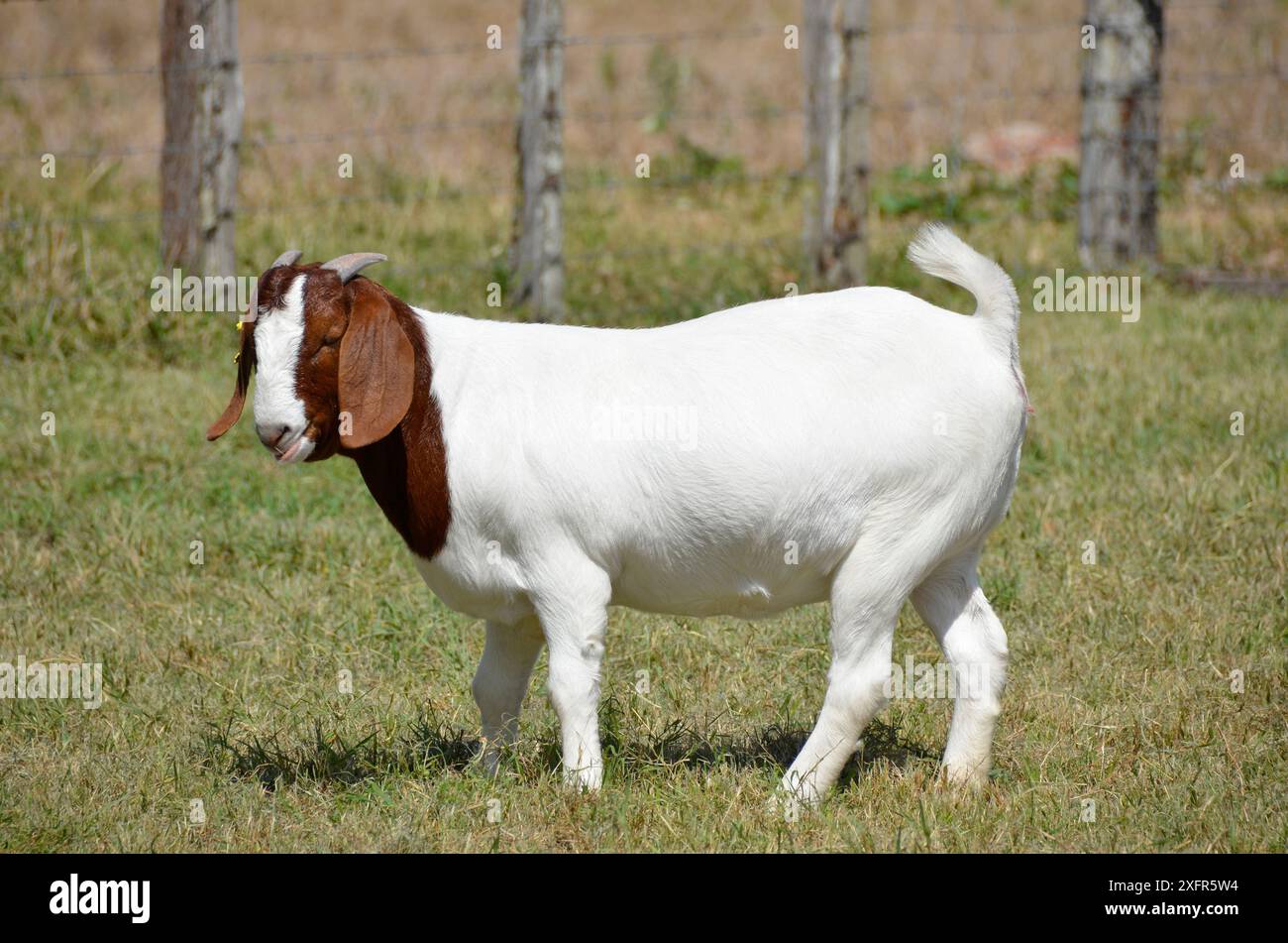 Large Boer goat grazing in the green pastures of the farm Stock Photo ...