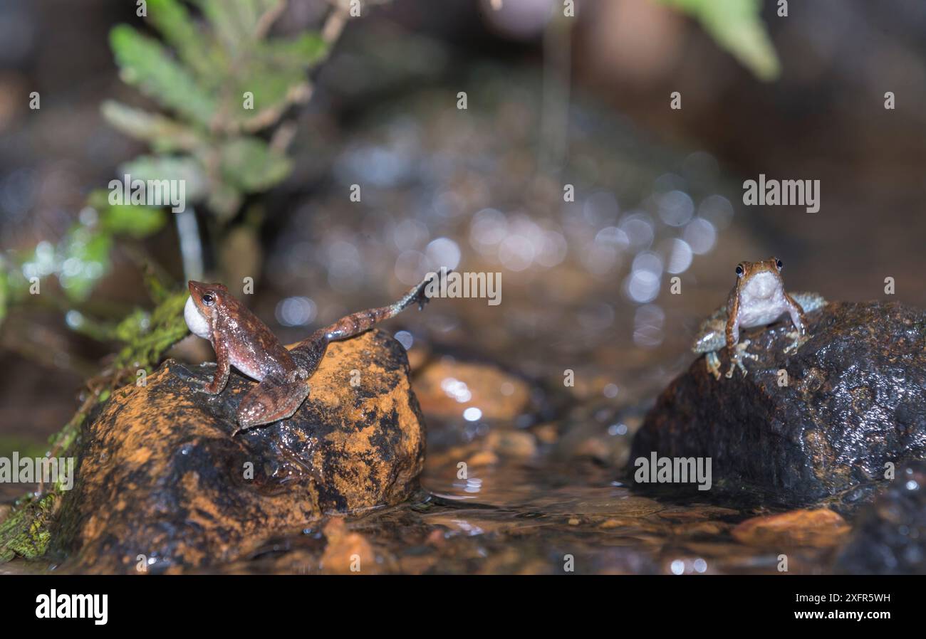 Kottigehar dancing frog (Micrixalus kottigeharensis) rival males ...