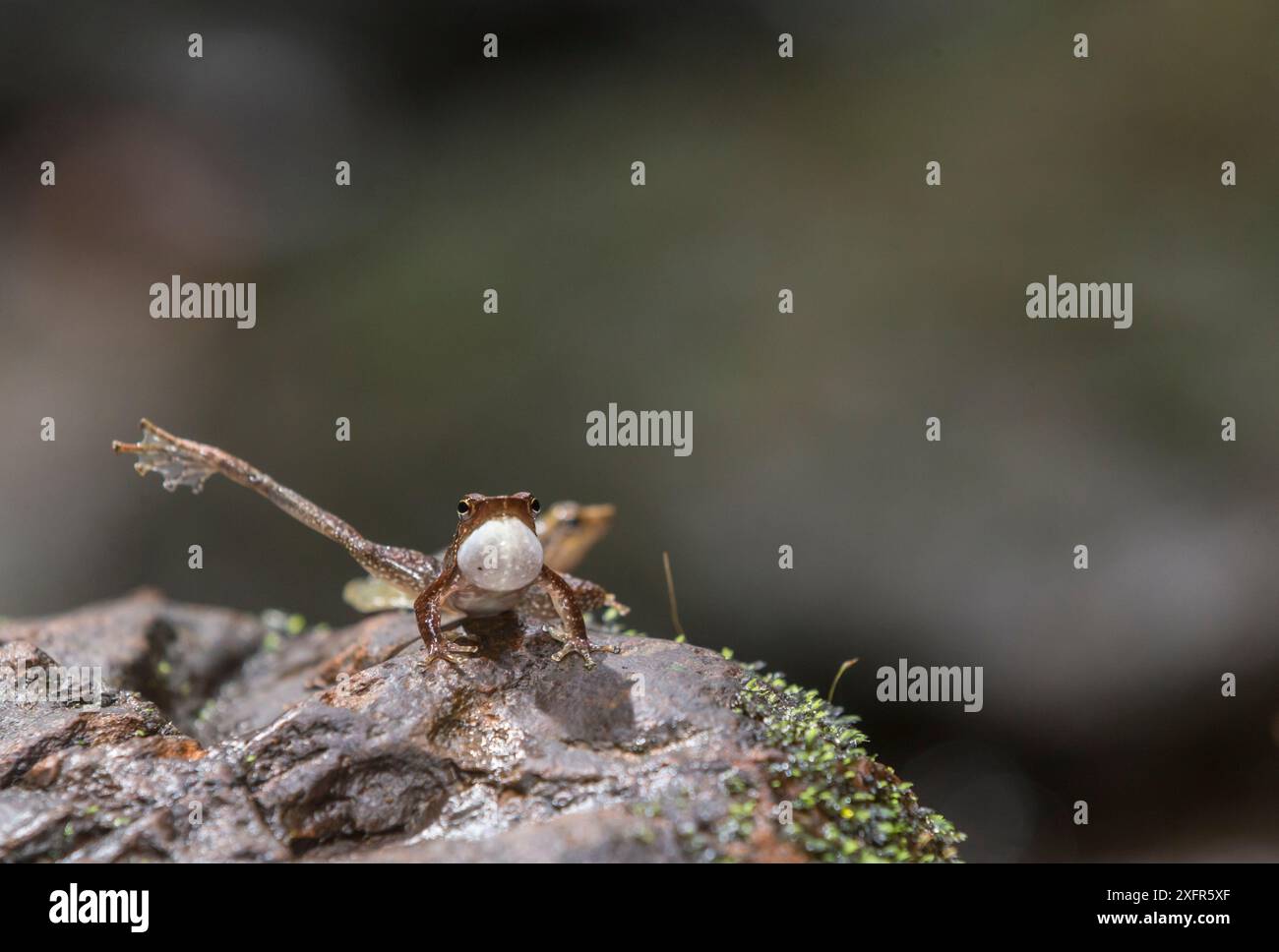 Kottigehar dancing frog (Micrixalus kottigeharensis) male calling and ...