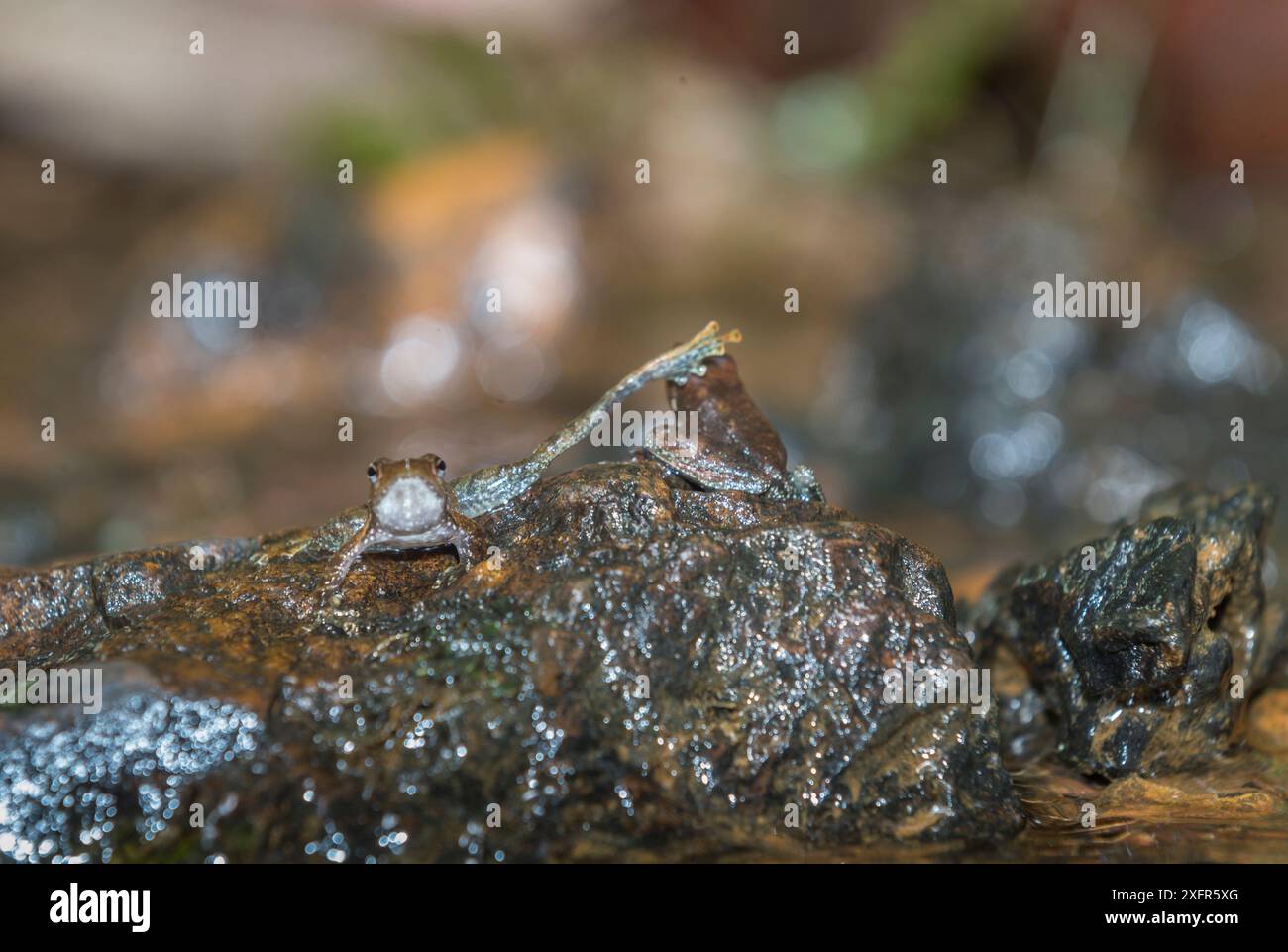 Kottigehar dancing frog (Micrixalus kottigeharensis) male calling and ...