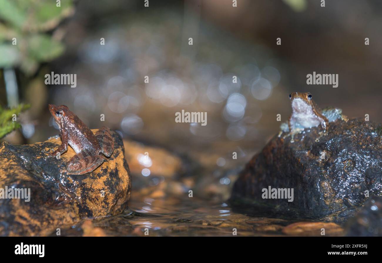 Kottigehar dancing frog (Micrixalus kottigeharensis) two rival males ...