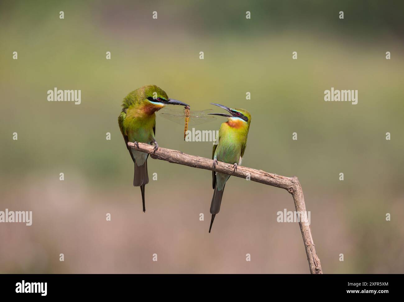 Blue-tailed bee-eater (Merops philippinus) male offering female insect ...