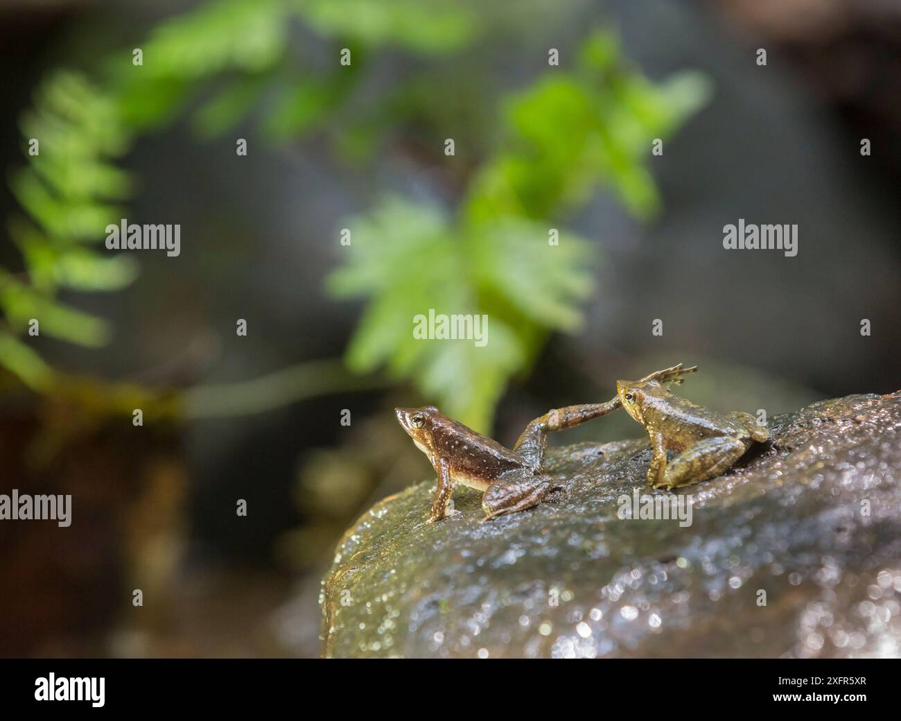 Kottigehar dancing frog (Micrixalus kottigeharensis) calling and waving ...