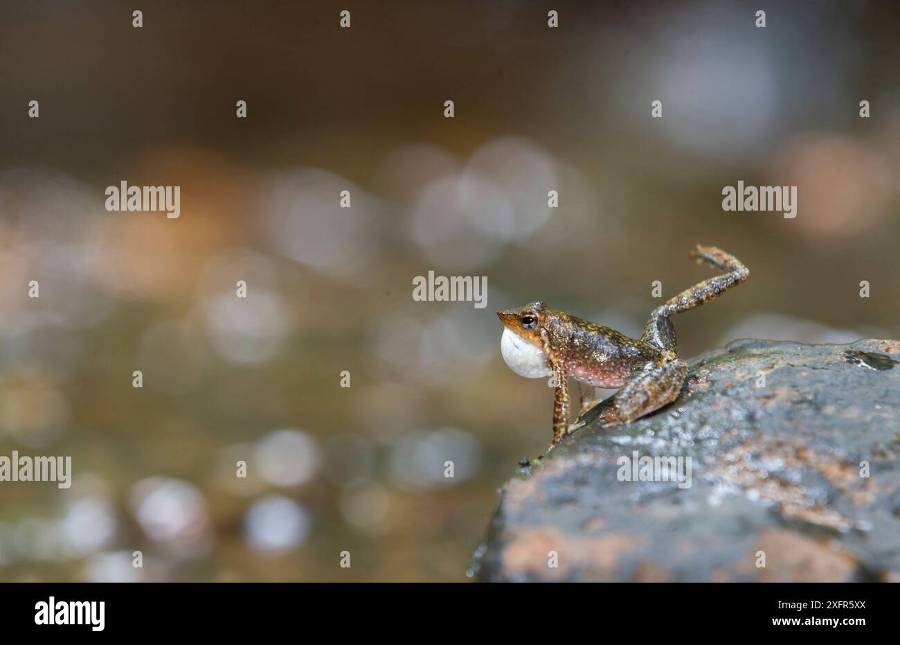 Kottigehar dancing frog (Micrixalus kottigeharensis) male calling and ...
