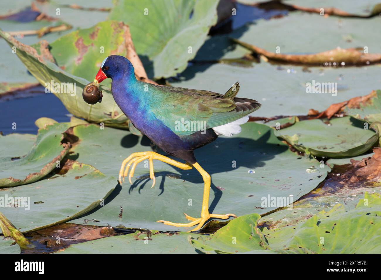 Purple Gallinule (Porphyrula martinica) on lily pads with snail in beak ...