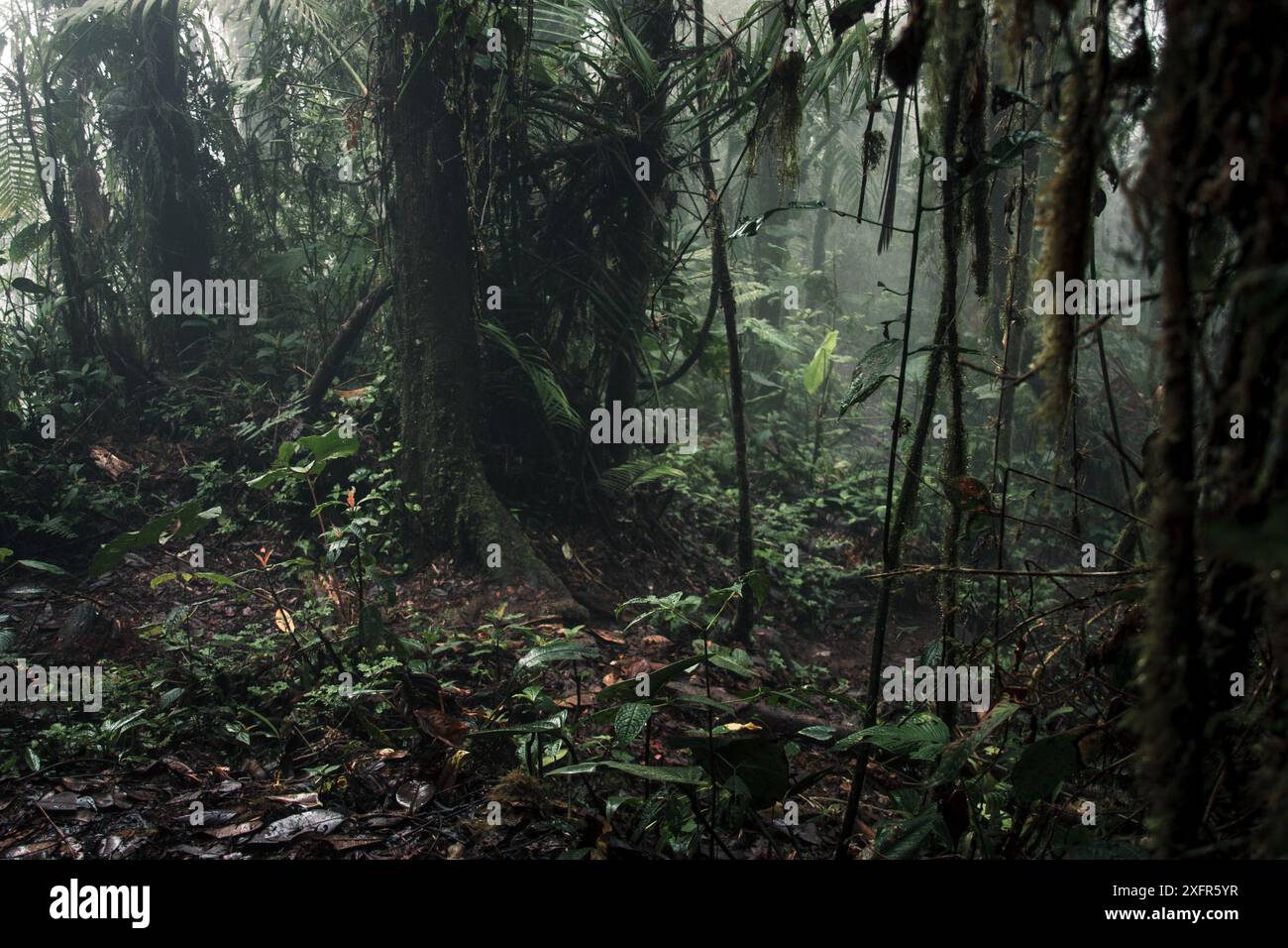Explore the lush, misty rainforest trails of Ecuador's Buenaventura ...