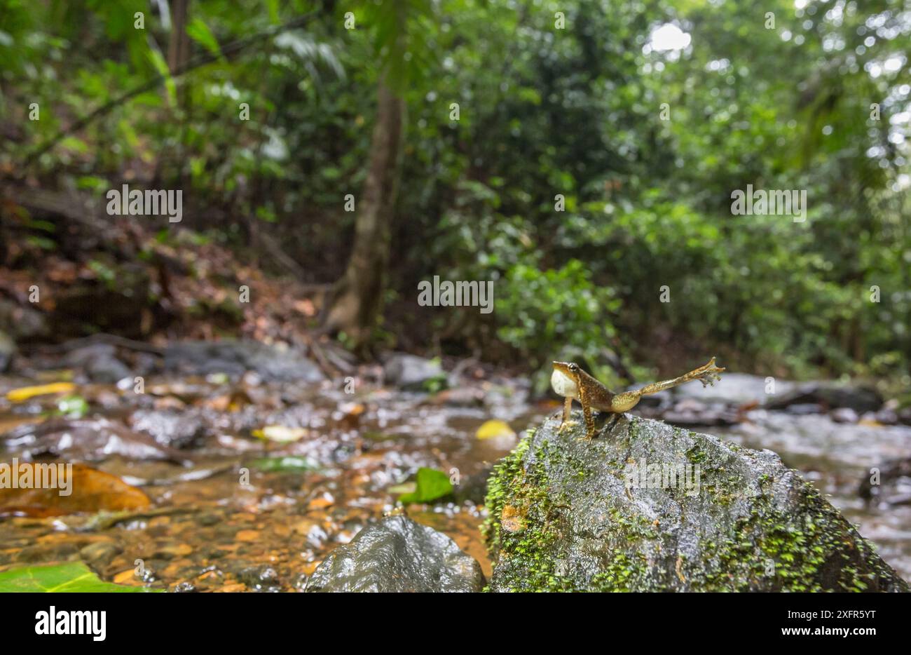 Kottigehar dancing frog (Micrixalus kottigeharensis) male calling and ...