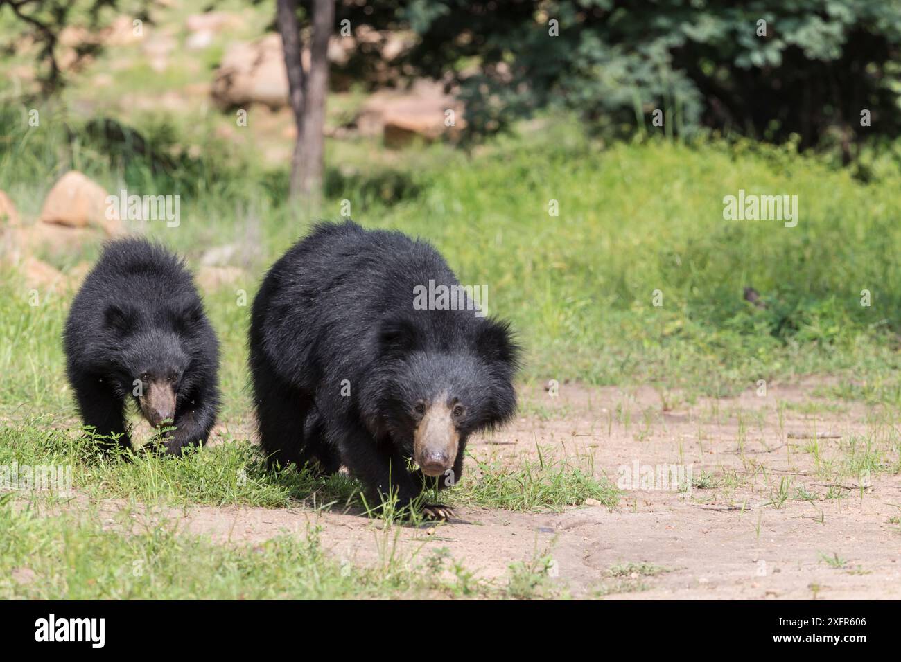 Sloth bear (Melursus ursinus) mother and cub, Daroiji Bear Sanctuary ...