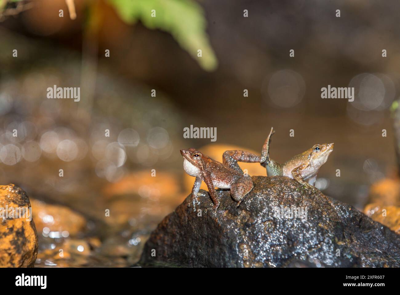 Kottigehar dancing frog (Micrixalus kottigeharensis) male calling and ...