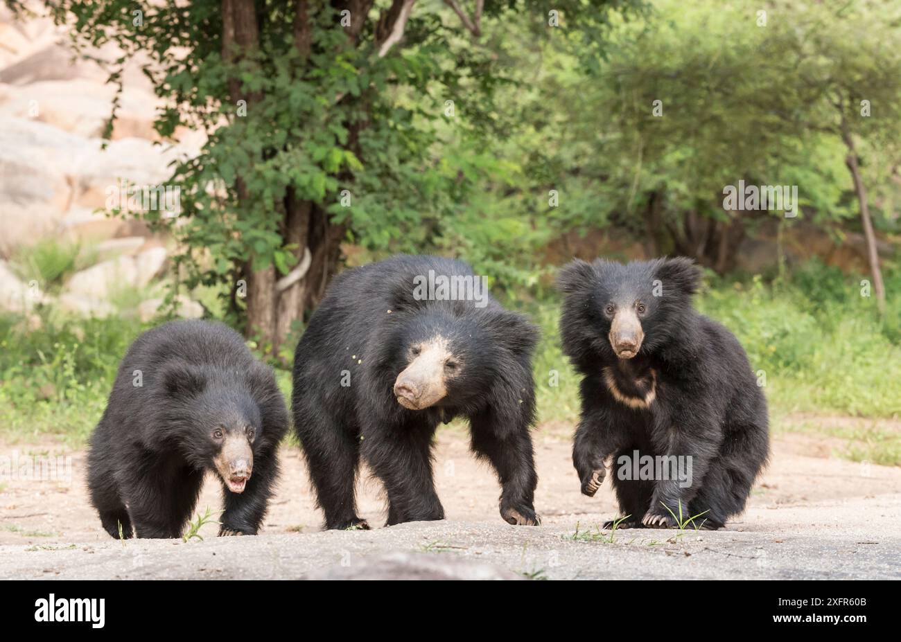 Sloth bear (Melursus ursinus) female with two juveniles, Daroiji Bear ...