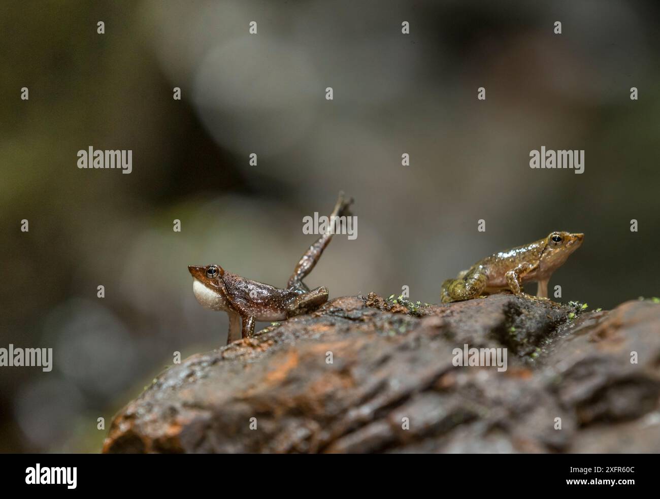 Kottigehar dancing frog (Micrixalus kottigeharensis) male calling and ...