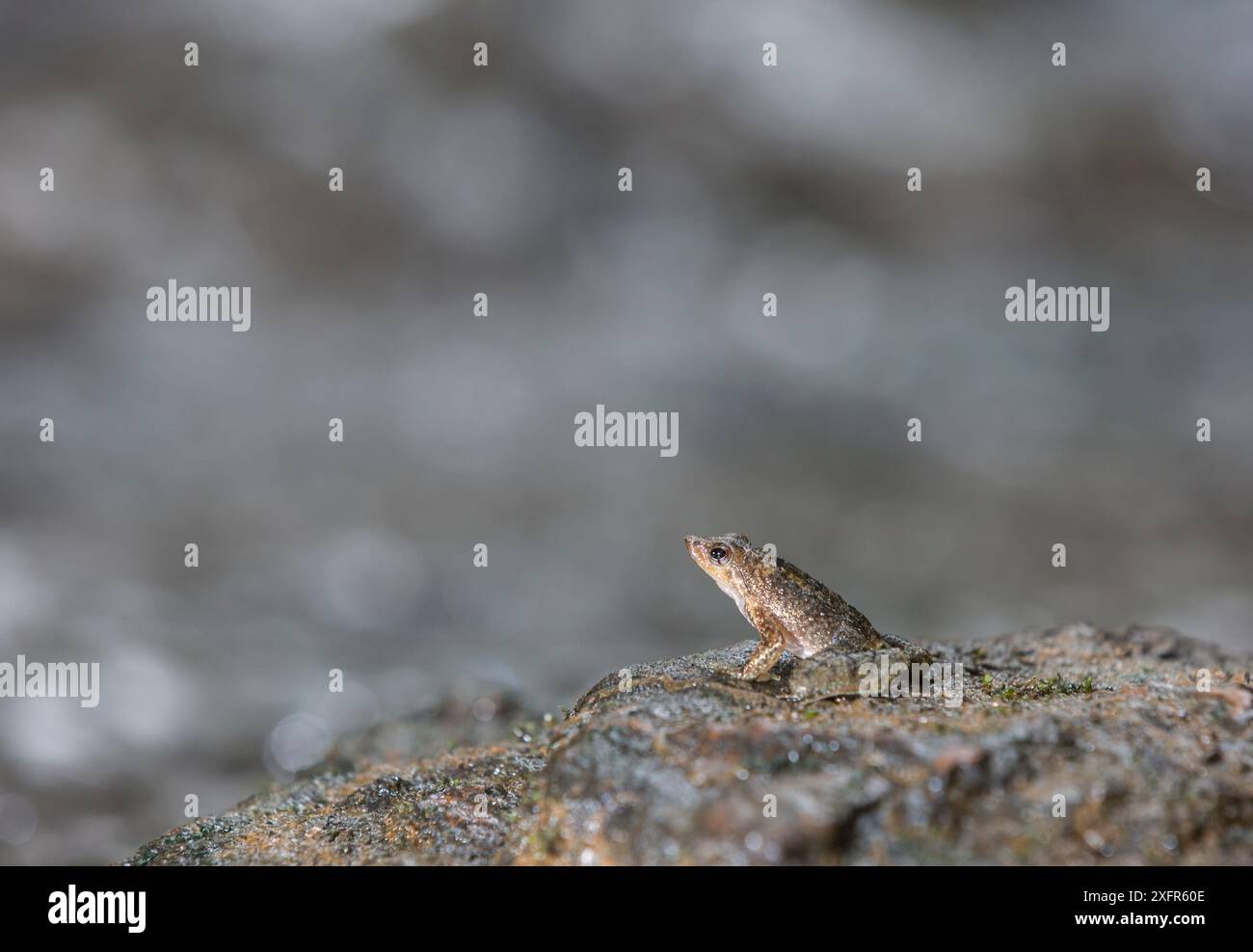 Kottigehar dancing frog (Micrixalus kottigeharensis) Agumbe, Western ...