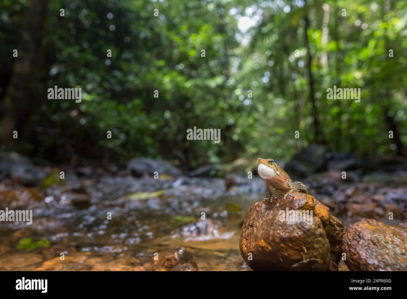 Kottigehar dancing frog (Micrixalus kottigeharensis) male calling and ...