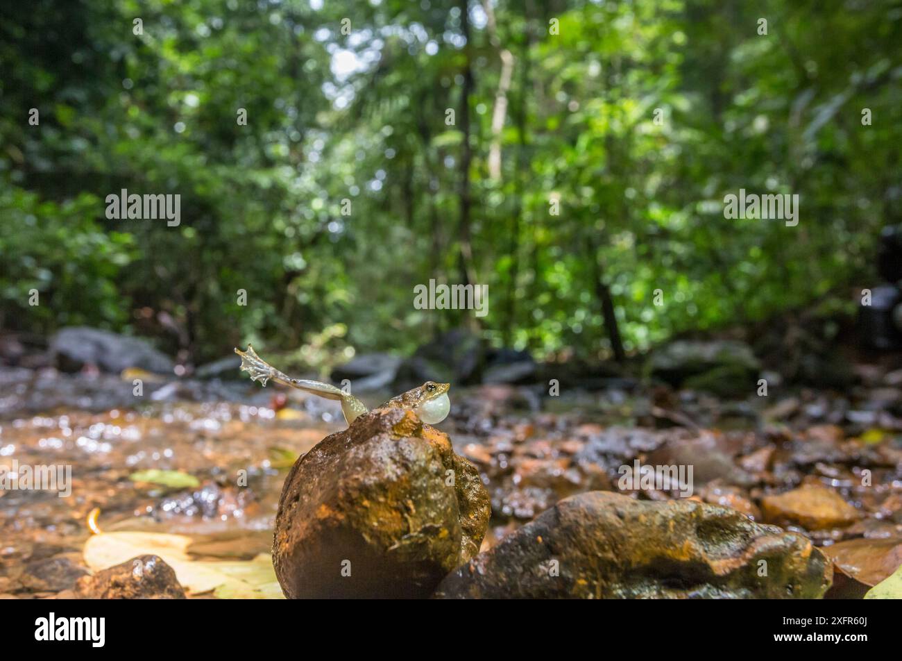 Kottigehar dancing frog (Micrixalus kottigeharensis) male calling and ...