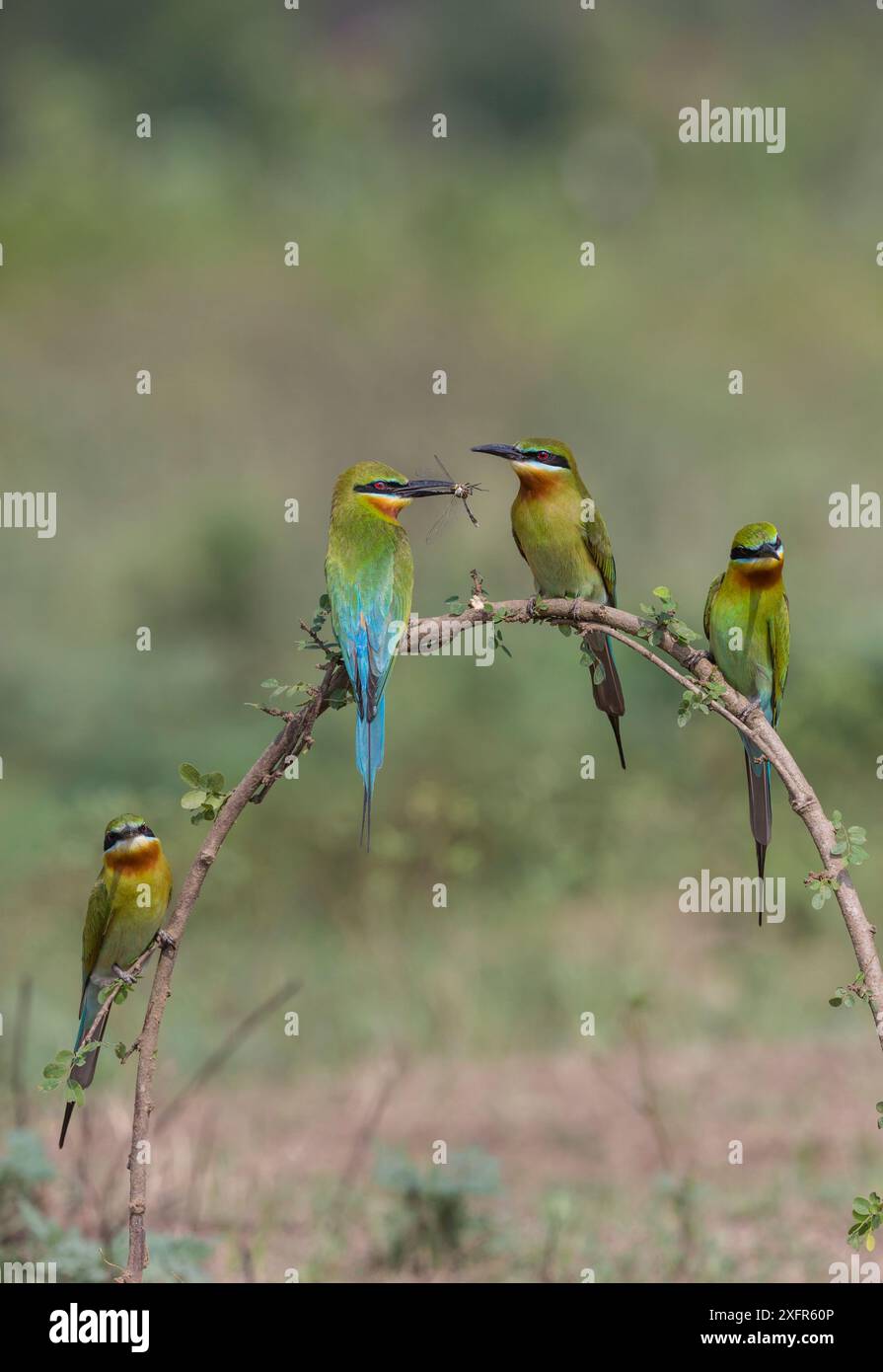 Blue-tailed bee-eater (Merops philippinus) male bringing insect for female as courtship offering ...