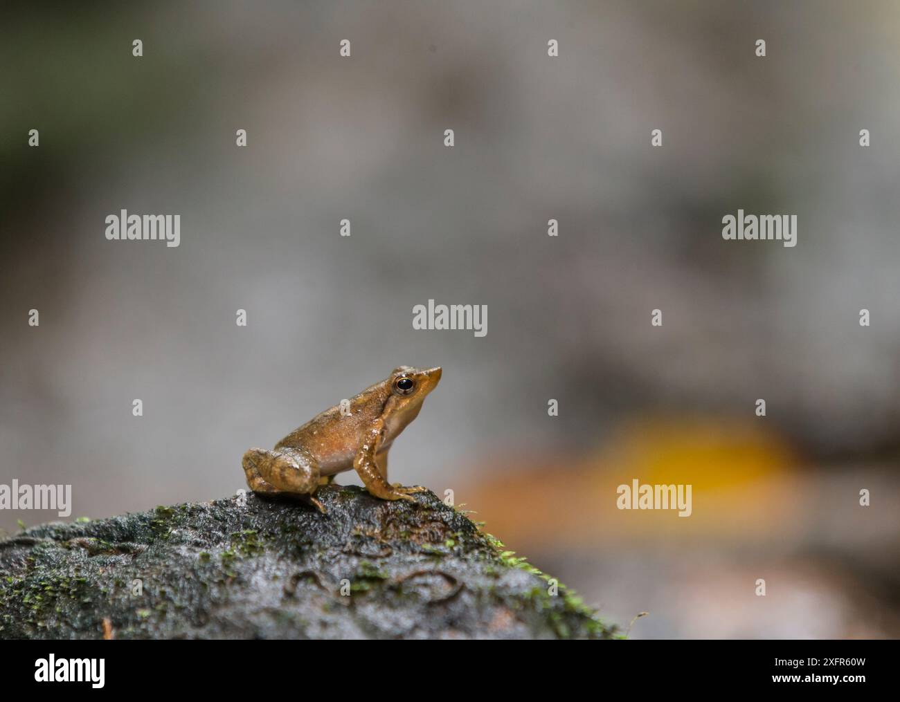Kottigehar dancing frog (Micrixalus kottigeharensis) Agumbe, Western ...