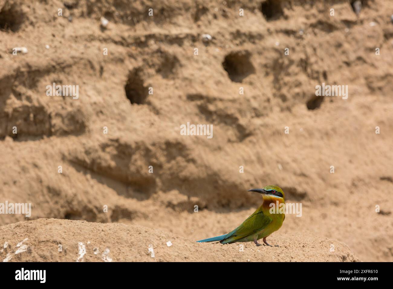 Blue-tailed bee-eater (Merops philippinus) sitting near nest holes on ...