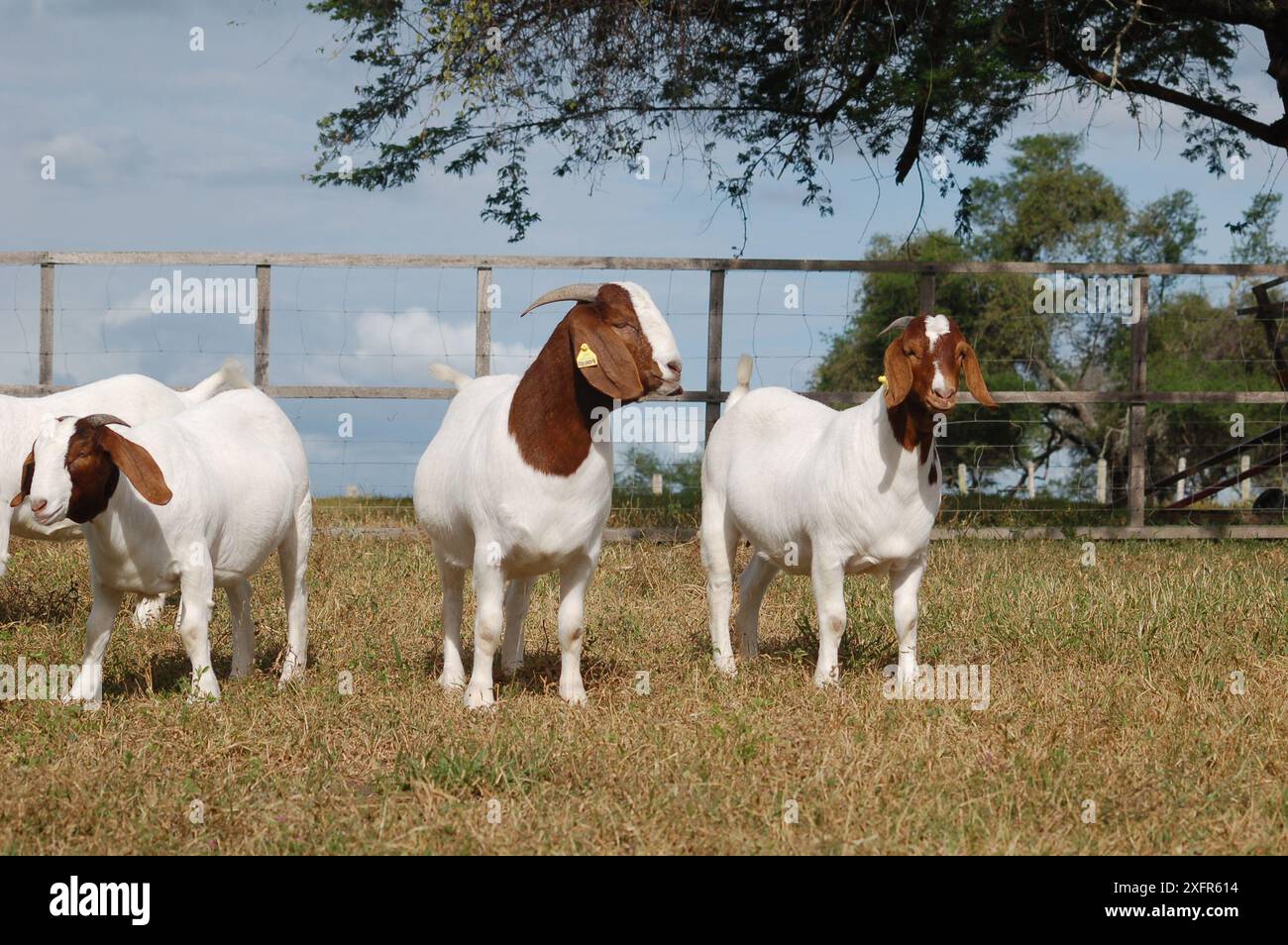 Beautiful female Boer Goats on the farm Stock Photo - Alamy