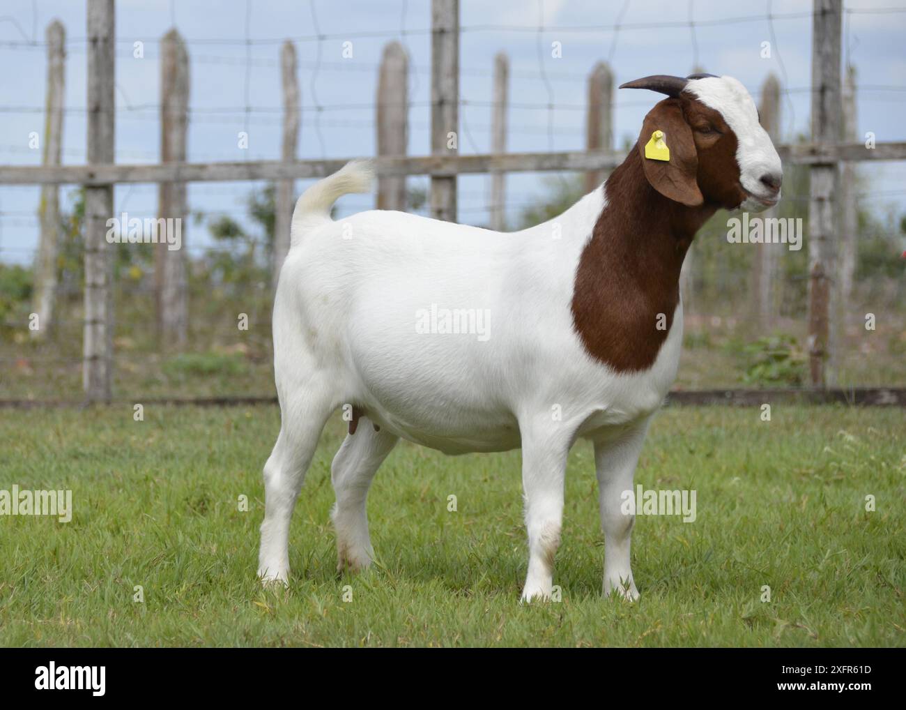 Boer goats hi-res stock photography and images - Alamy