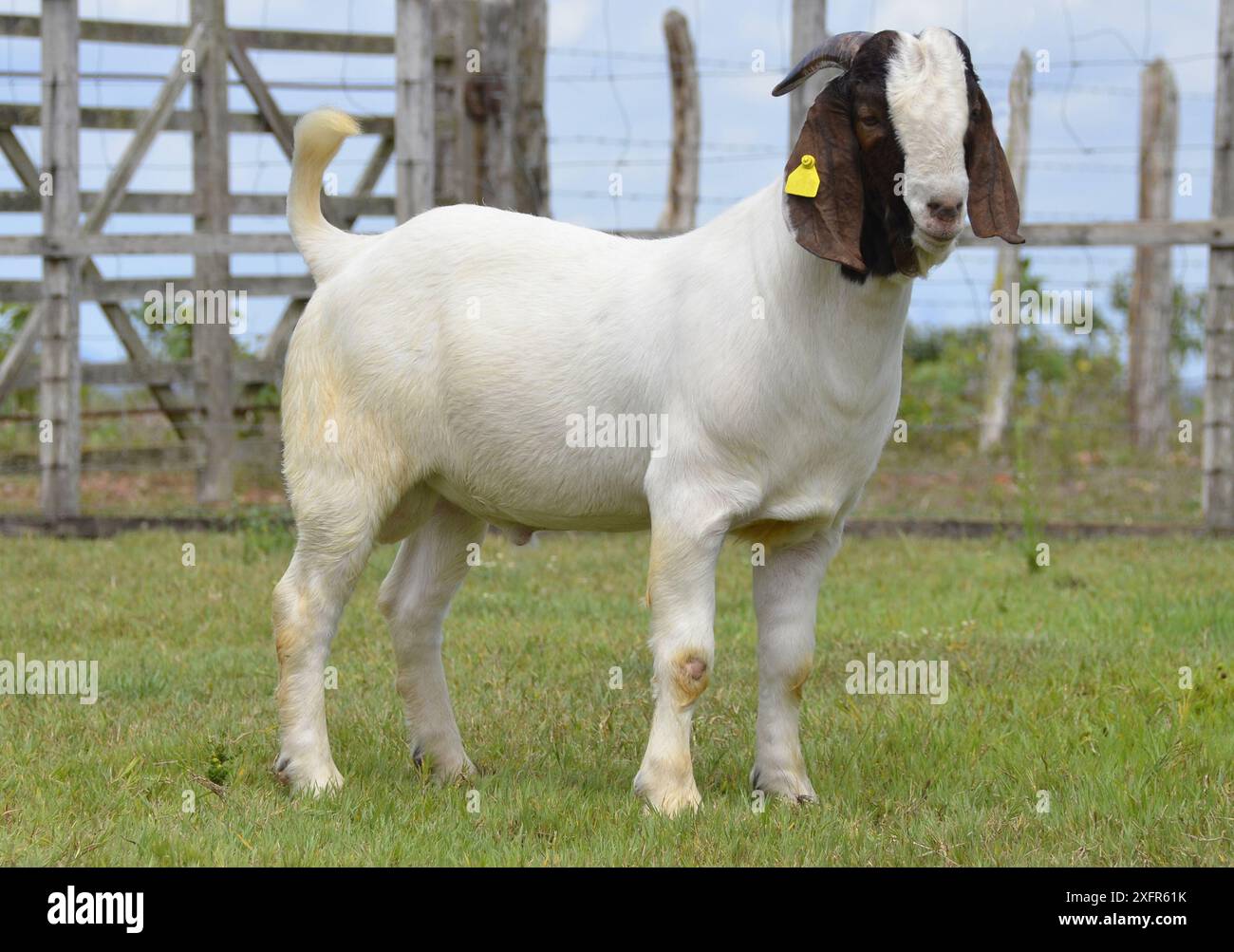 South African Boer Goats
