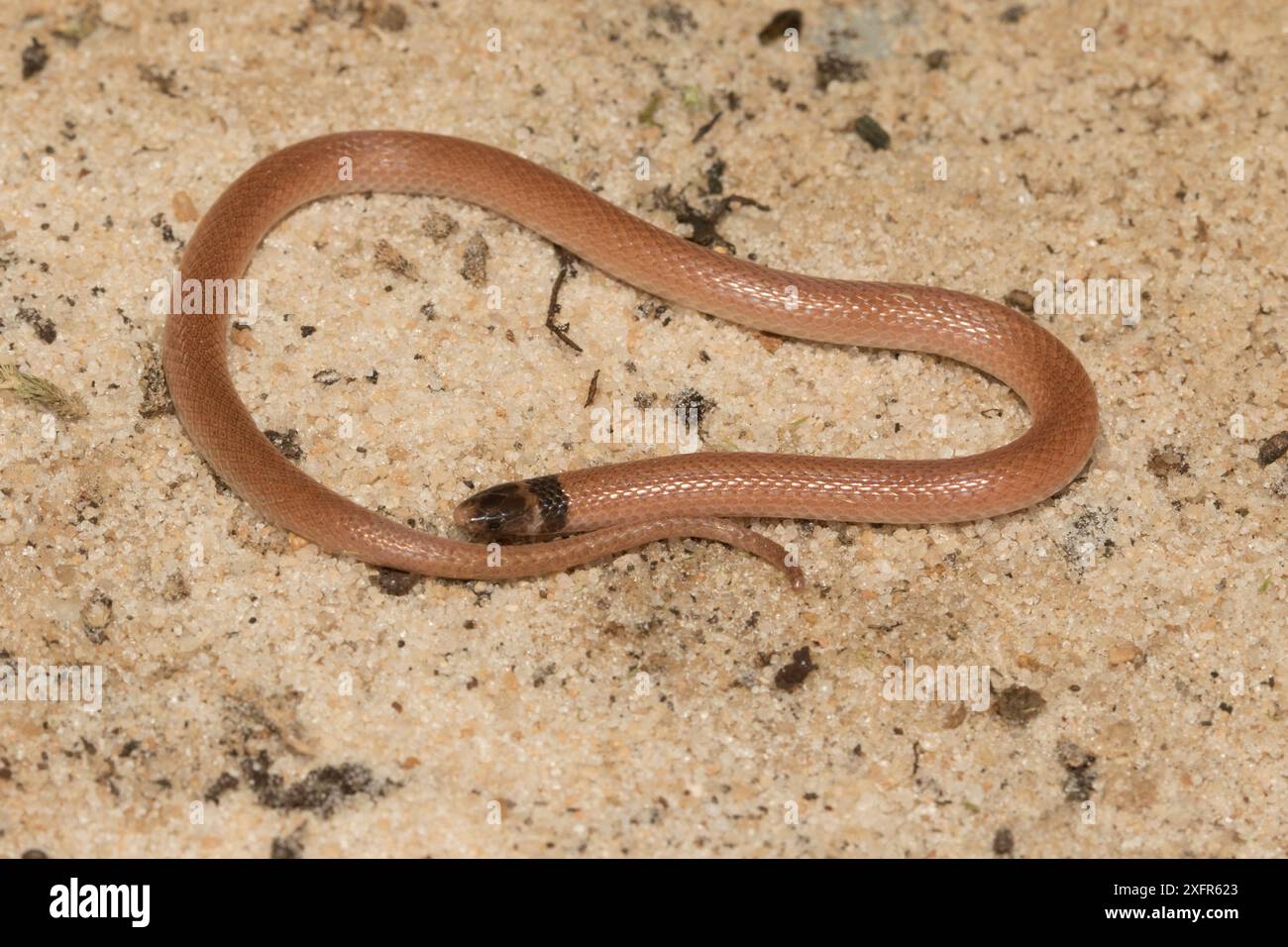 Peninsula crowned snake hi-res stock photography and images - Alamy