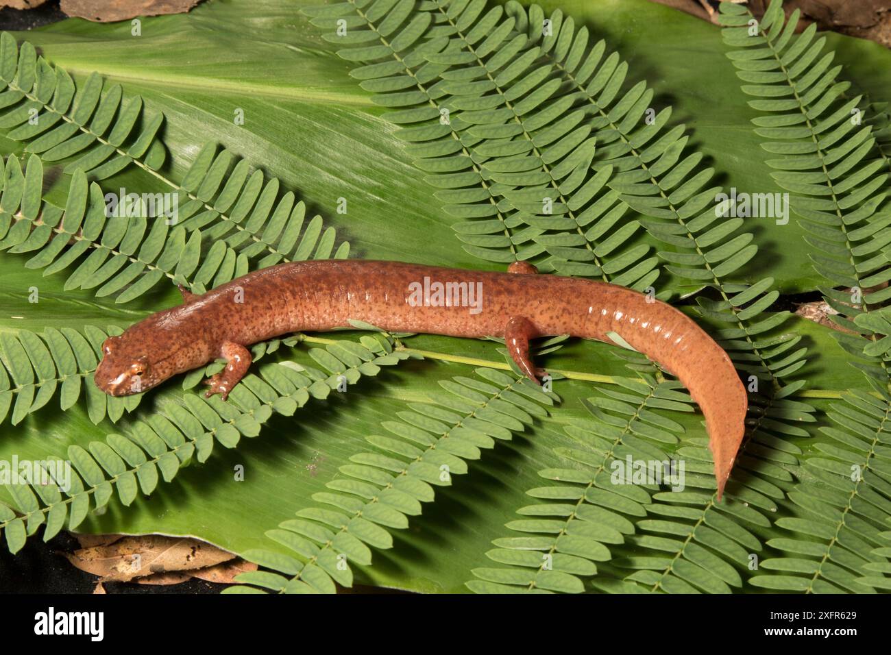 Mountain spring salamander (Gyrinophilus porphyriticus) captive, occurs ...