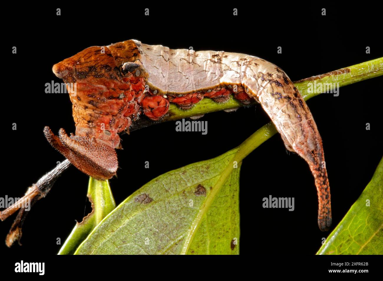 One-spotted prepona (Archeoprepona demophon) caterpillar captive ...
