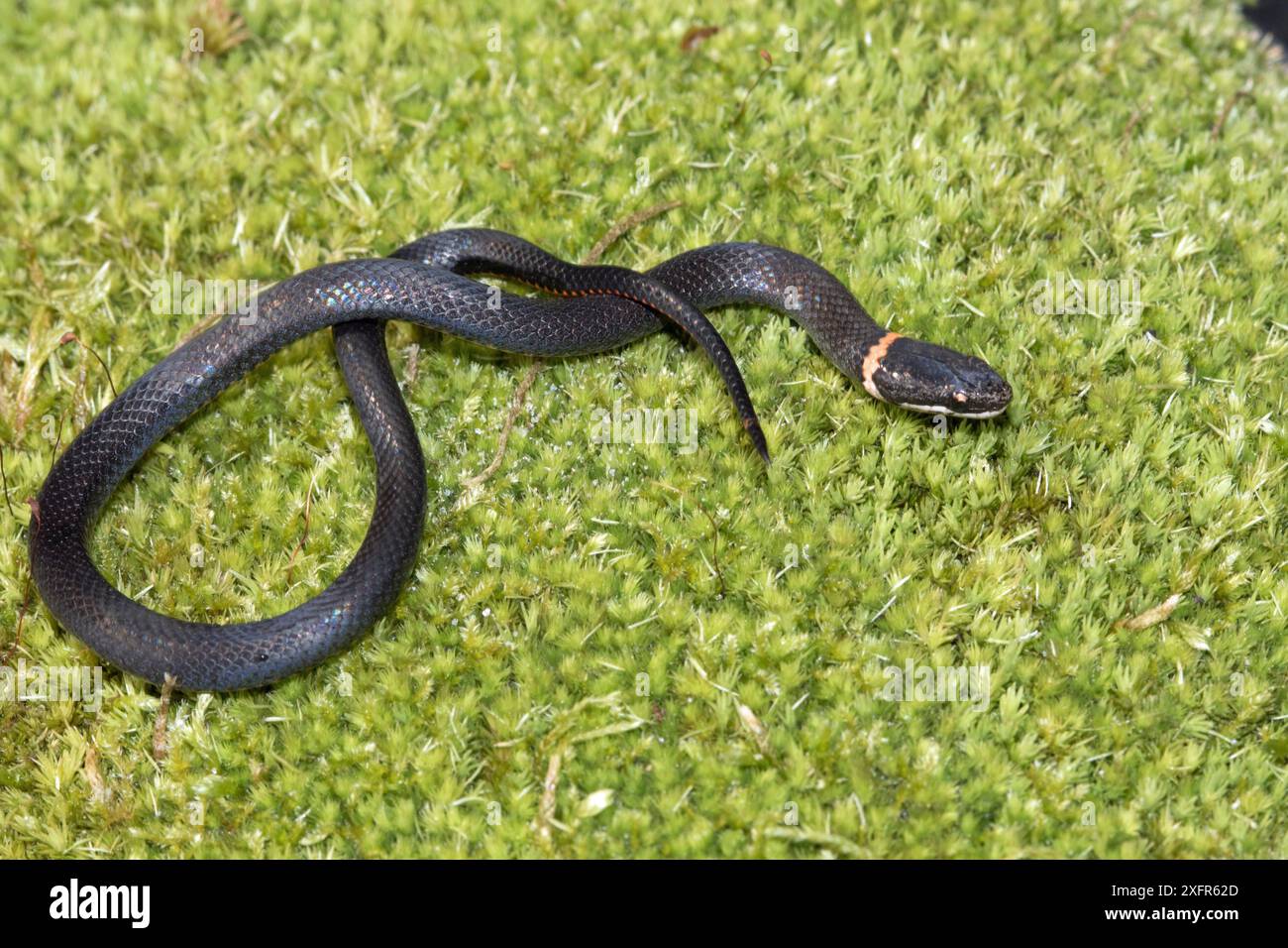 Southern ringneck snake (Diadophis punctatus punctatus) North Florida ...