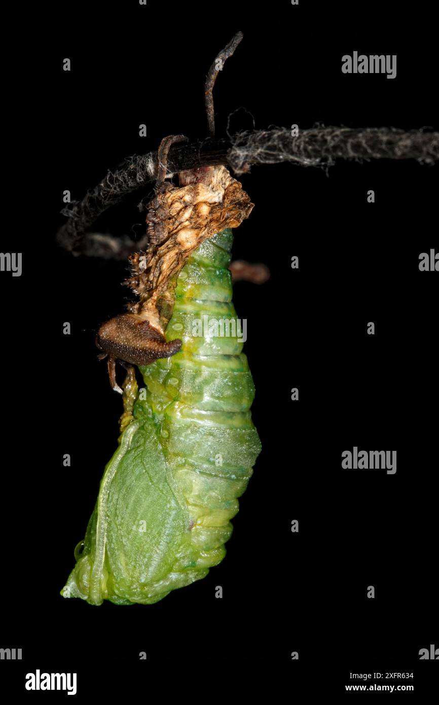 Process of metamorphosis of the One-spotted prepona butterfly ...