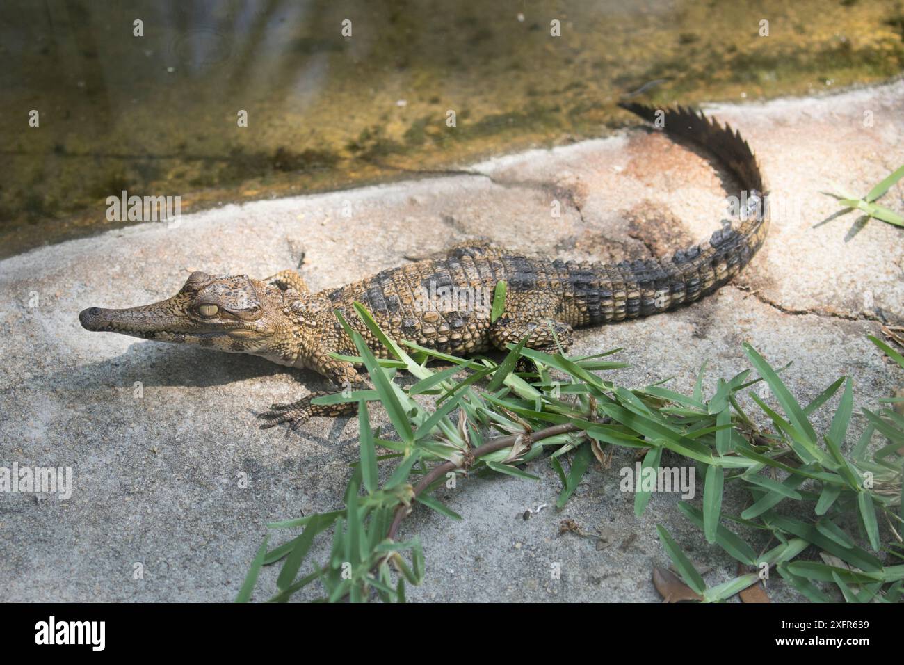 Slender-snouted crocodile (Mecistops catophractus) juvenile, captive ...