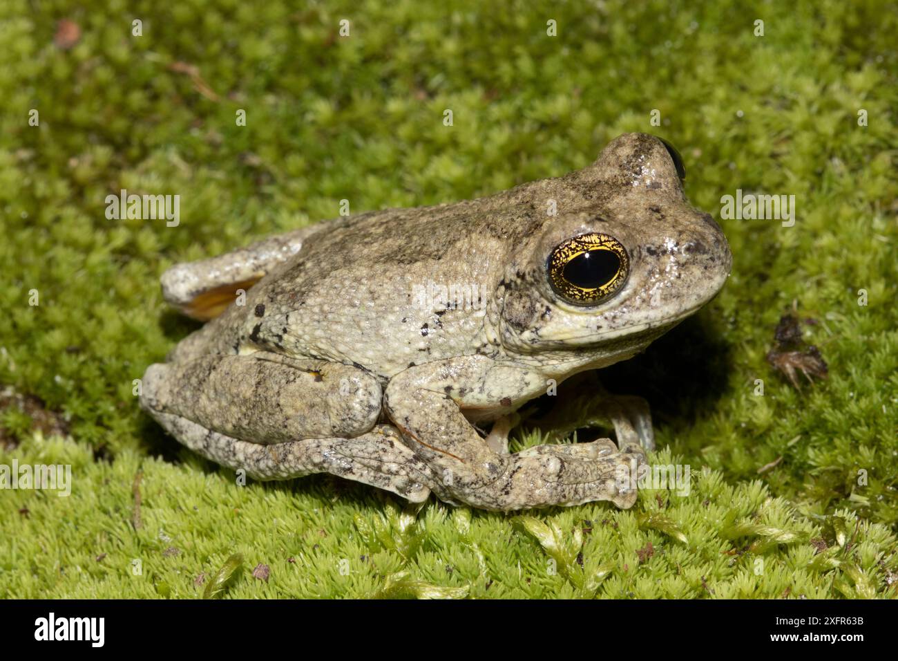 Cope's gray tree frog (Hyla chrysoscelis) West Florida, USA, August ...