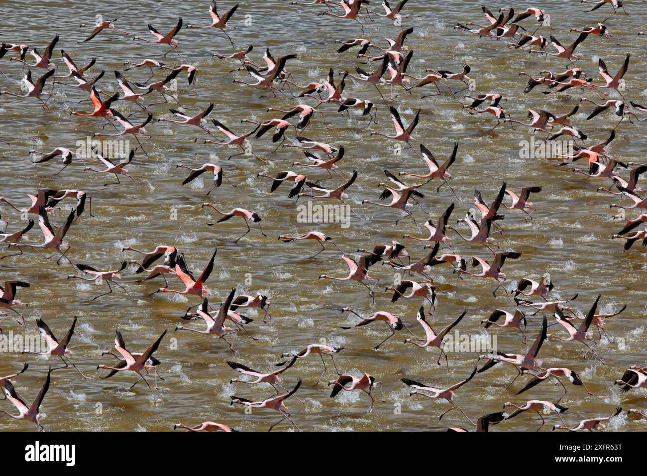 American flamingo (Phoenicopterus ruber) taking off in a brackish ...