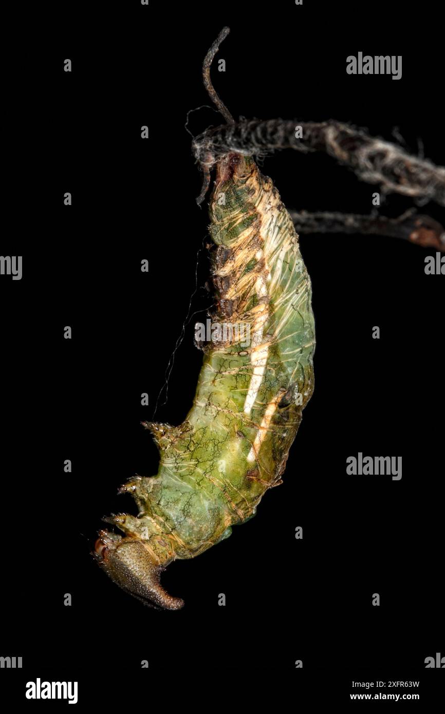 Process of metamorphosis of the One-spotted prepona butterfly ...