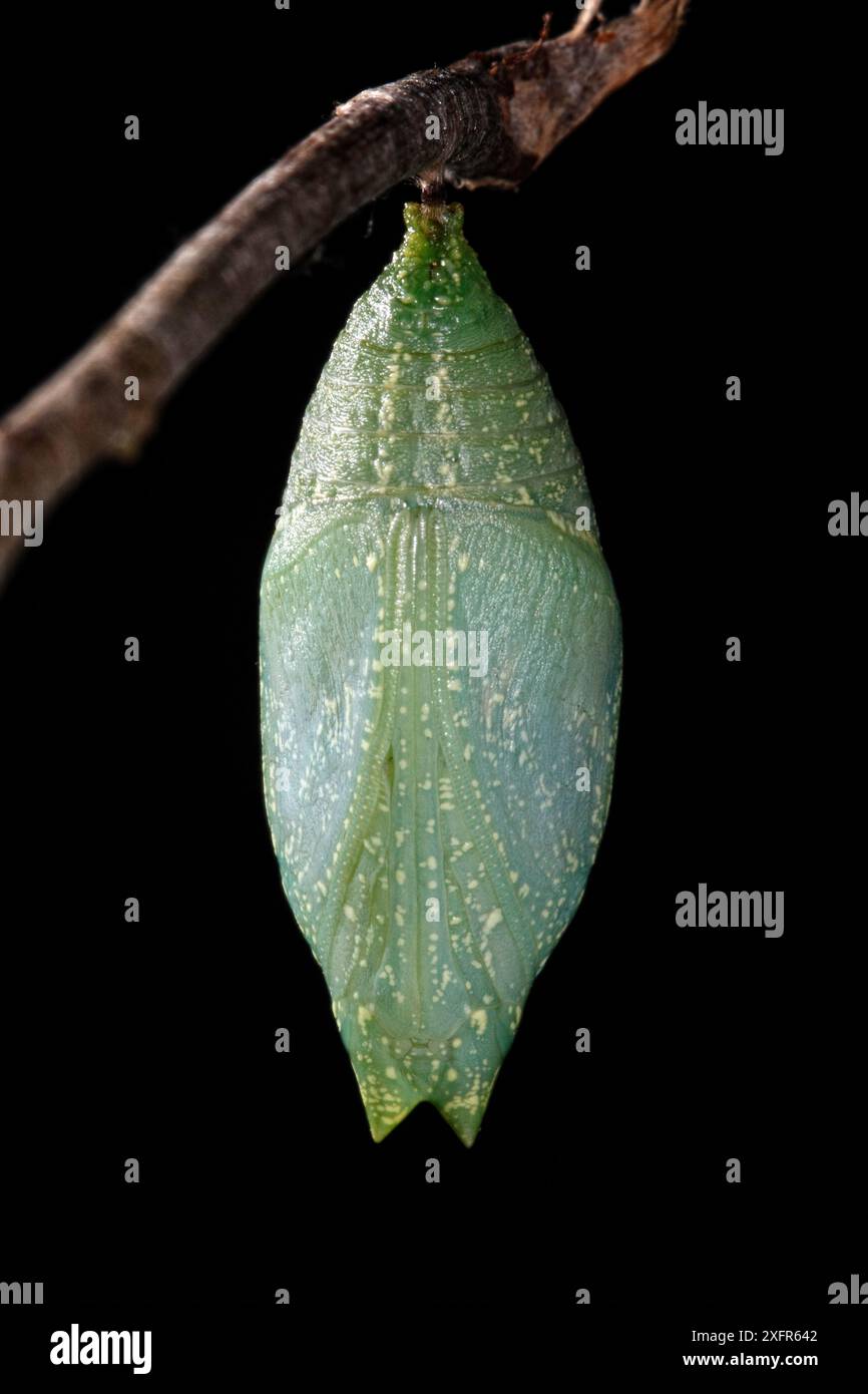 Process of metamorphosis of the One-spotted prepona butterfly ...