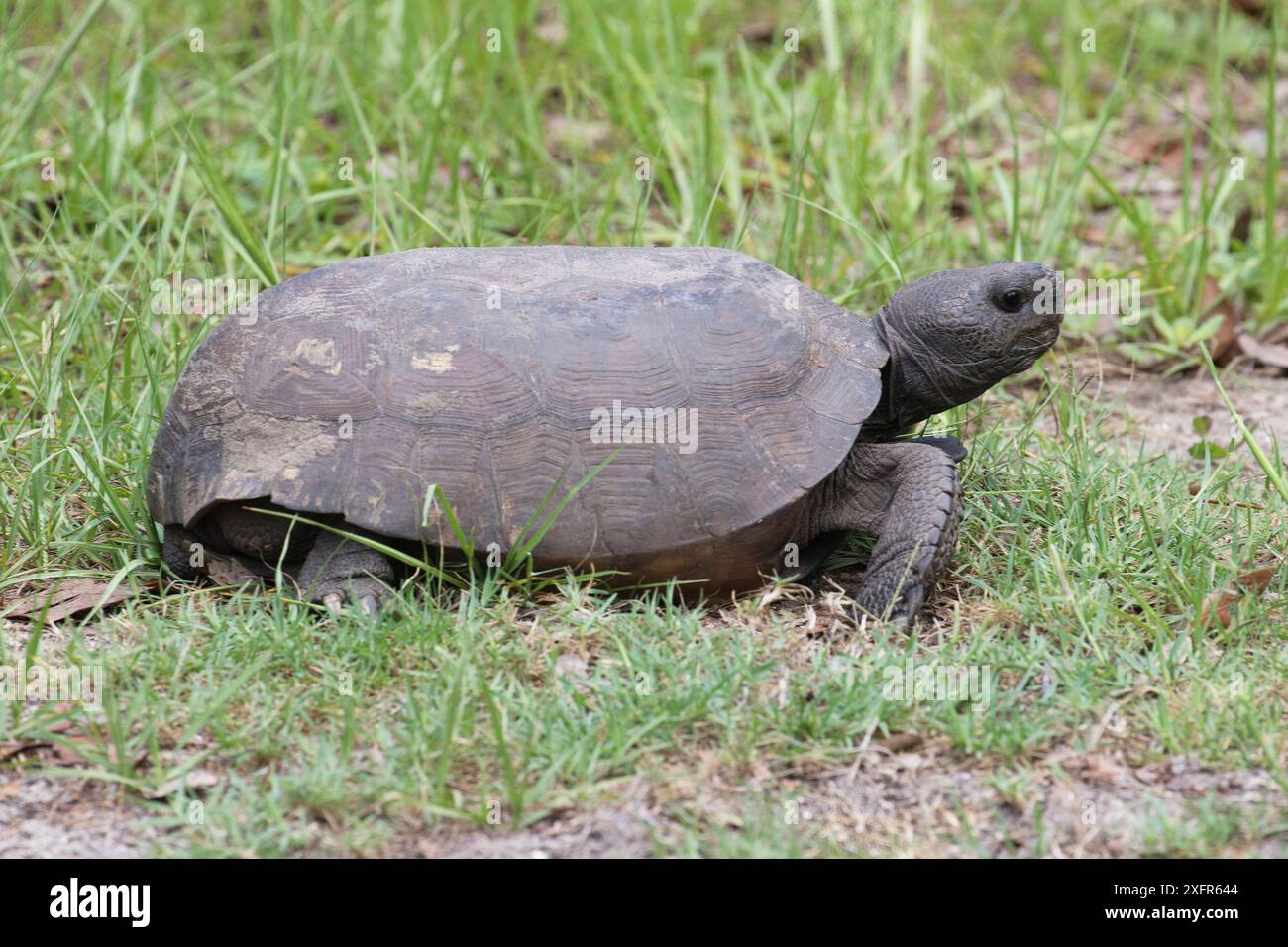 Gopher tortoise (Gopherus polyphemus) North Florida, USA, May. Small ...