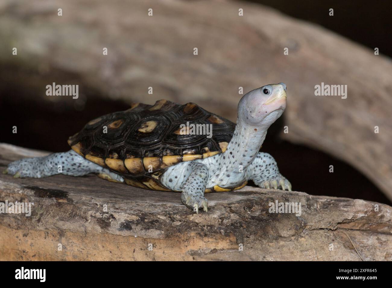 Northern diamondback terrapin (Malacemmys terrapin terrapin) North ...