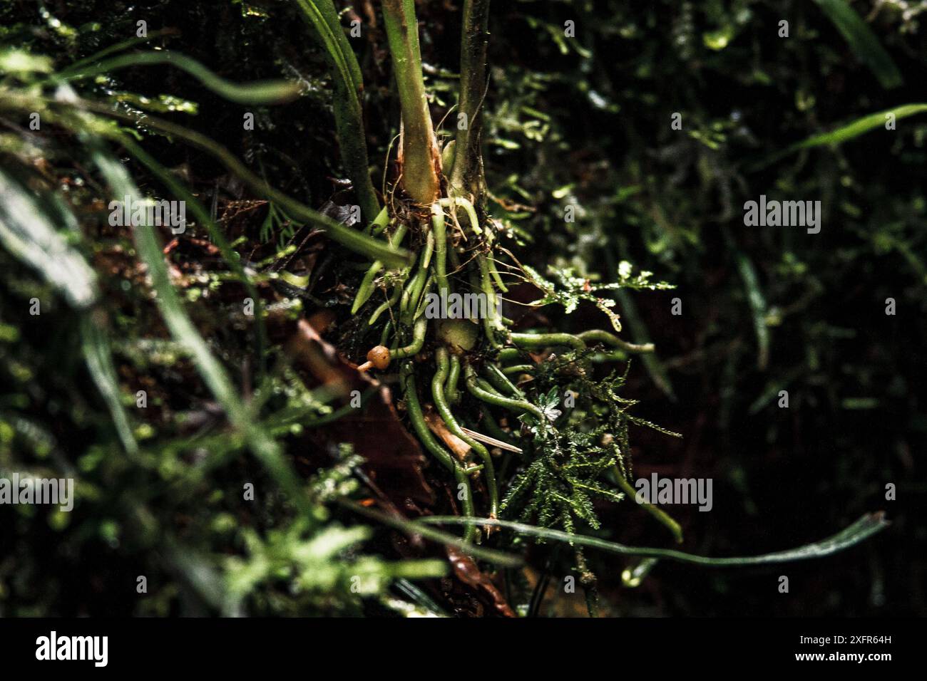 Close-up of intricate tropical plant roots and foliage in the lush ...