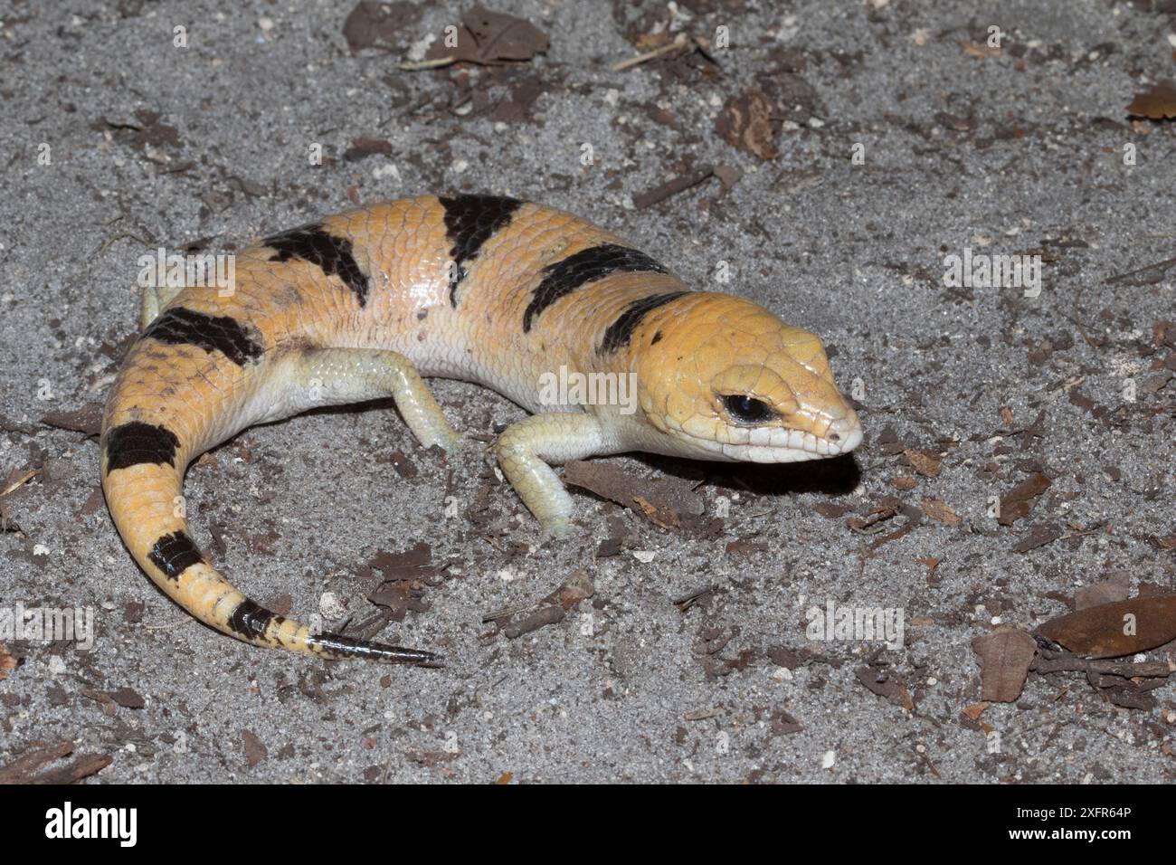 Peters banded skink (Scincopus fasciatus) captive, occurs in Morocco ...