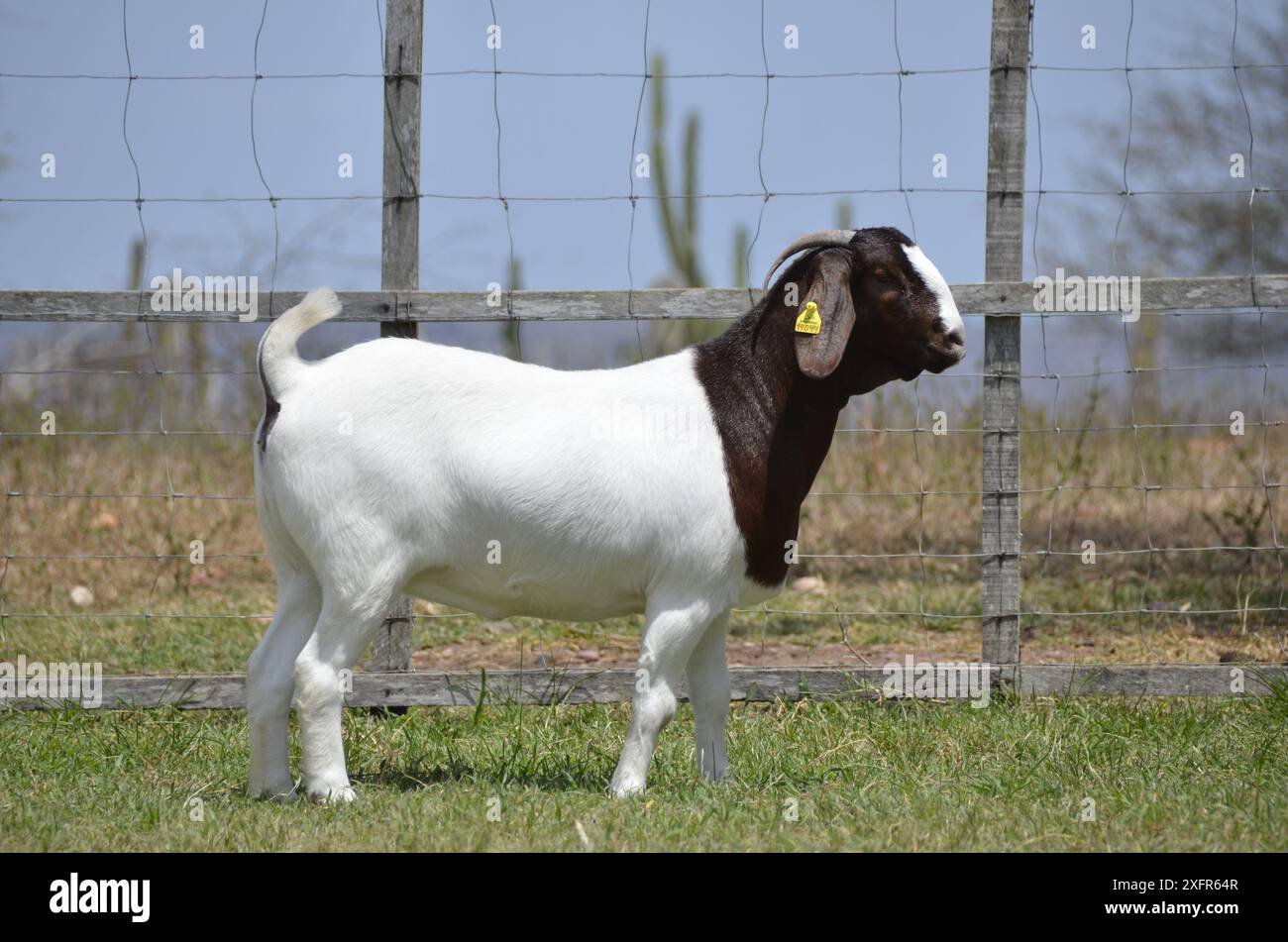 Beautiful female Boer Goats on the farm Stock Photo - Alamy