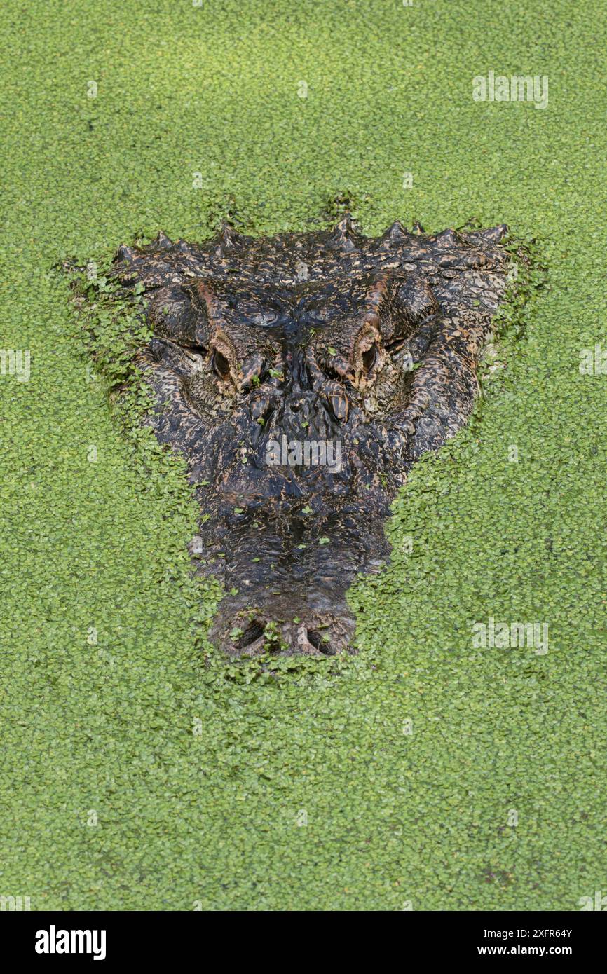 American alligator (Alligator mississippiensis) in duck weed filled ...