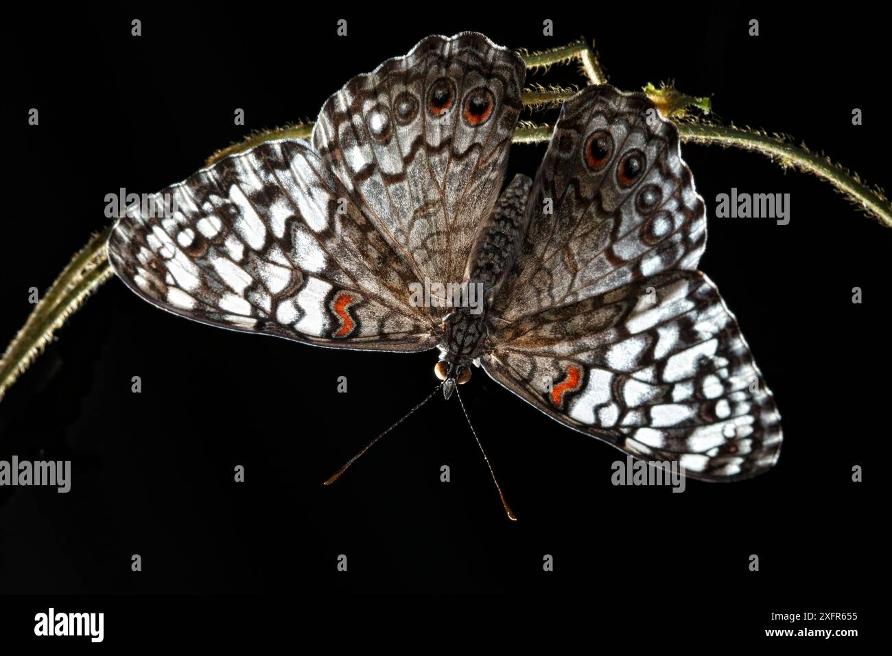 Caribbean cracker butterfly (Hamadryas amphicloe) resting upside down ...