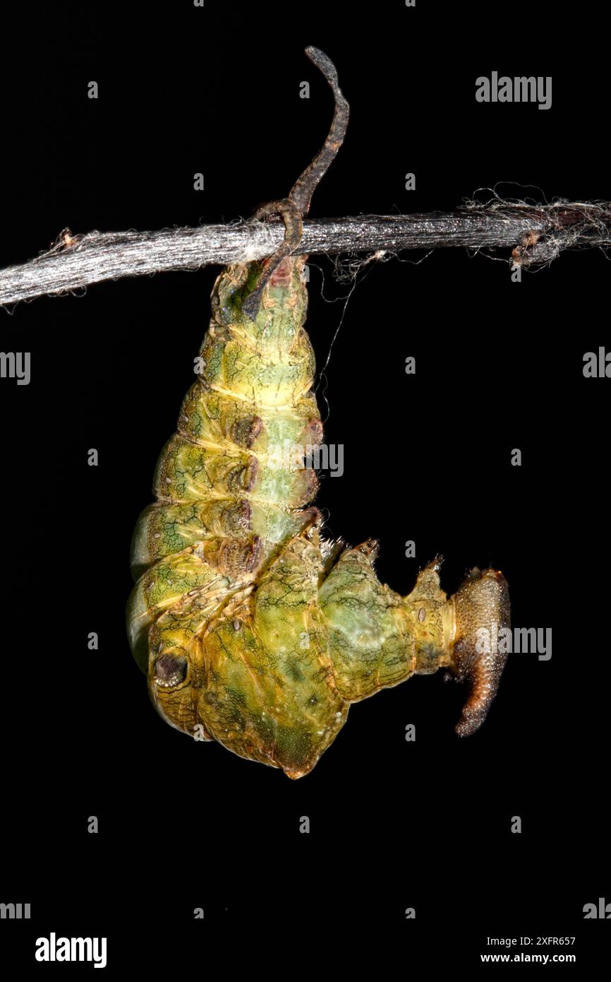 Process of metamorphosis of the One-spotted prepona butterfly ...