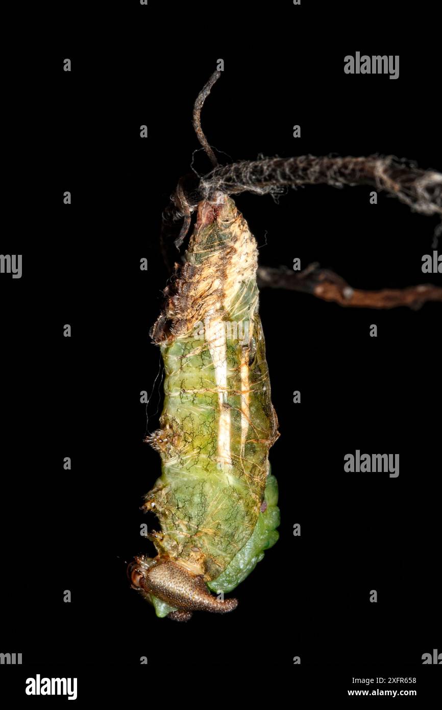Process of metamorphosis of the One-spotted prepona butterfly ...